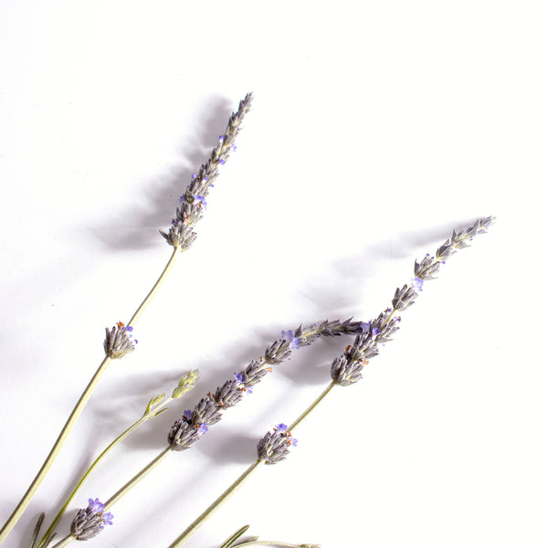 Sleep Aromatherapy Inhaler - Petal + Hive